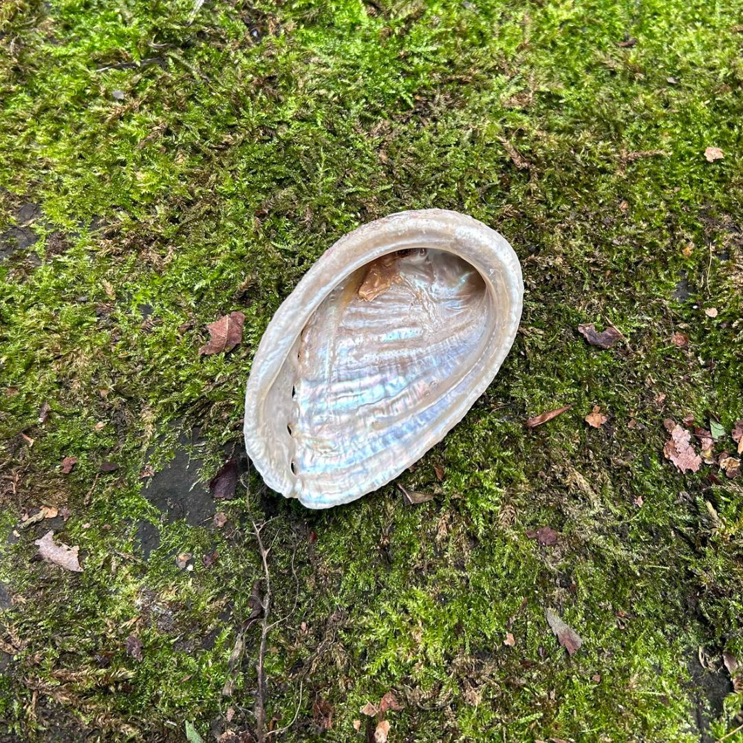 Abalone Shell – Soul Emporium